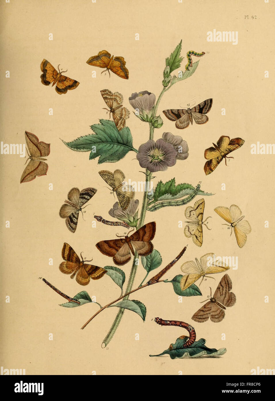 British Moths and Their Transformations (Pl. 62) presents detailed ...