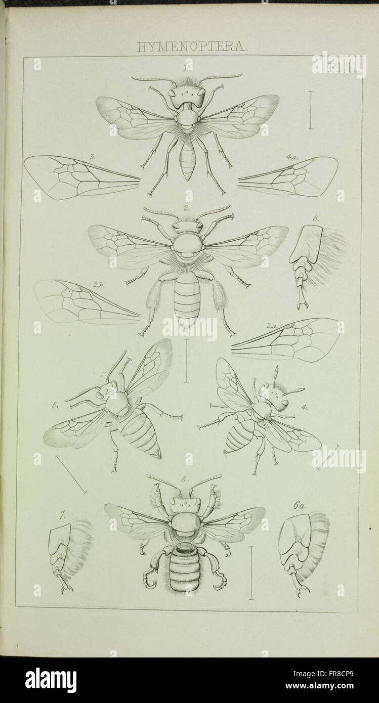 Catalogue of British Hymenoptera in the collection of the British ...