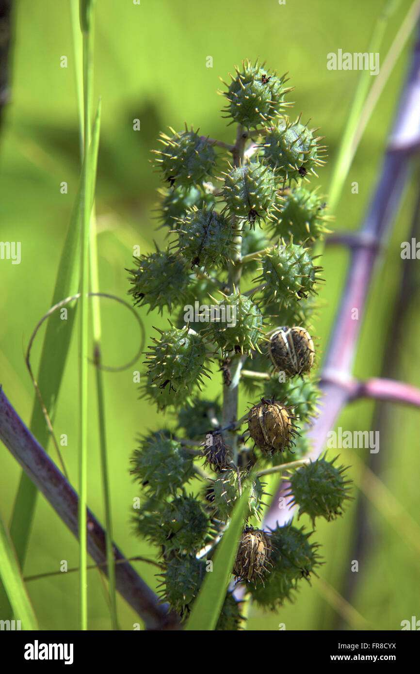 Castor plants hi-res stock photography and images - Alamy