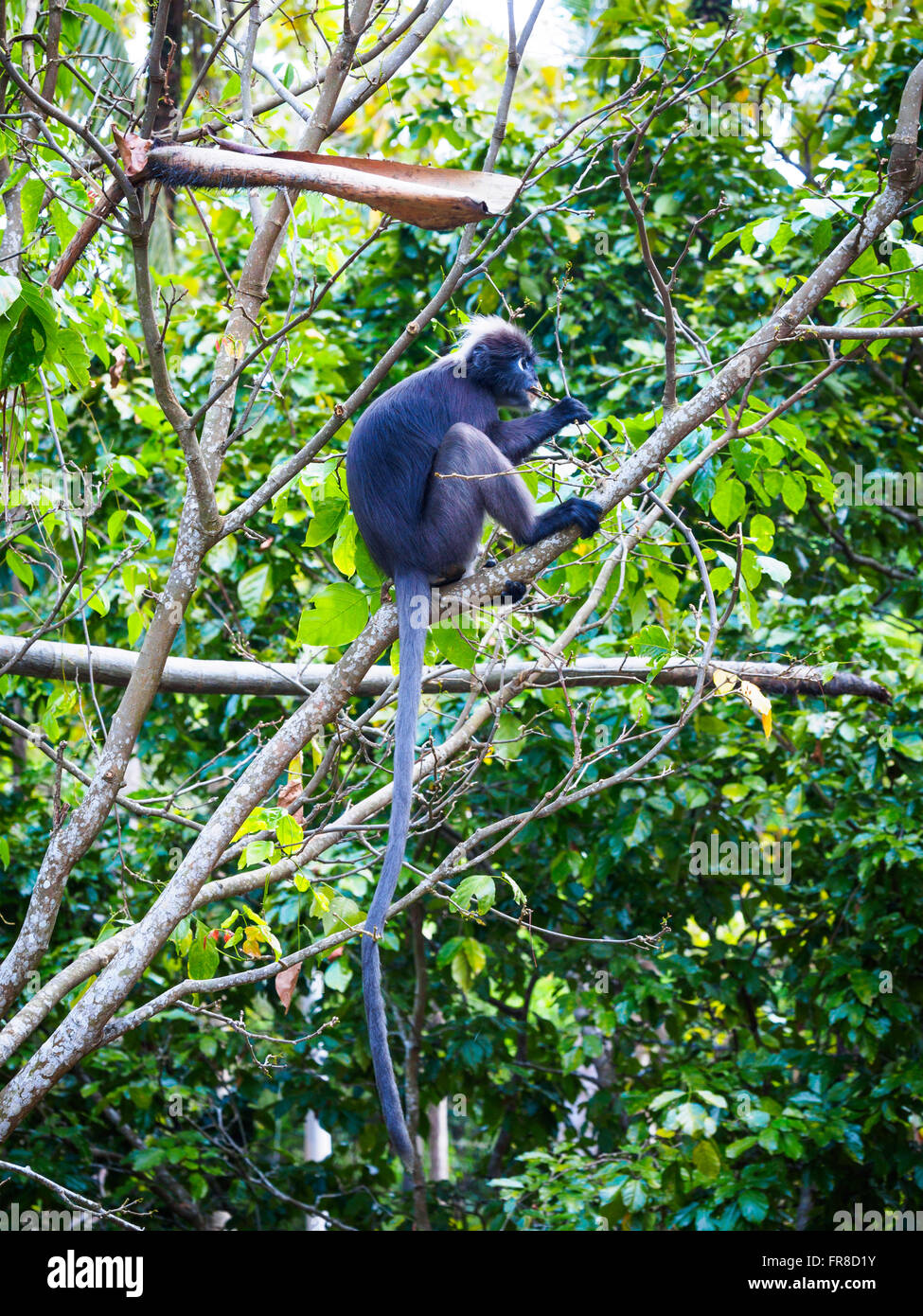 Dusky Leaf Monkey (Presbytis obscurus) feeding in jungle trees ...