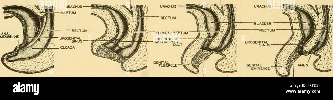 The 1936 text on comparative anatomy explores the anatomical structures ...