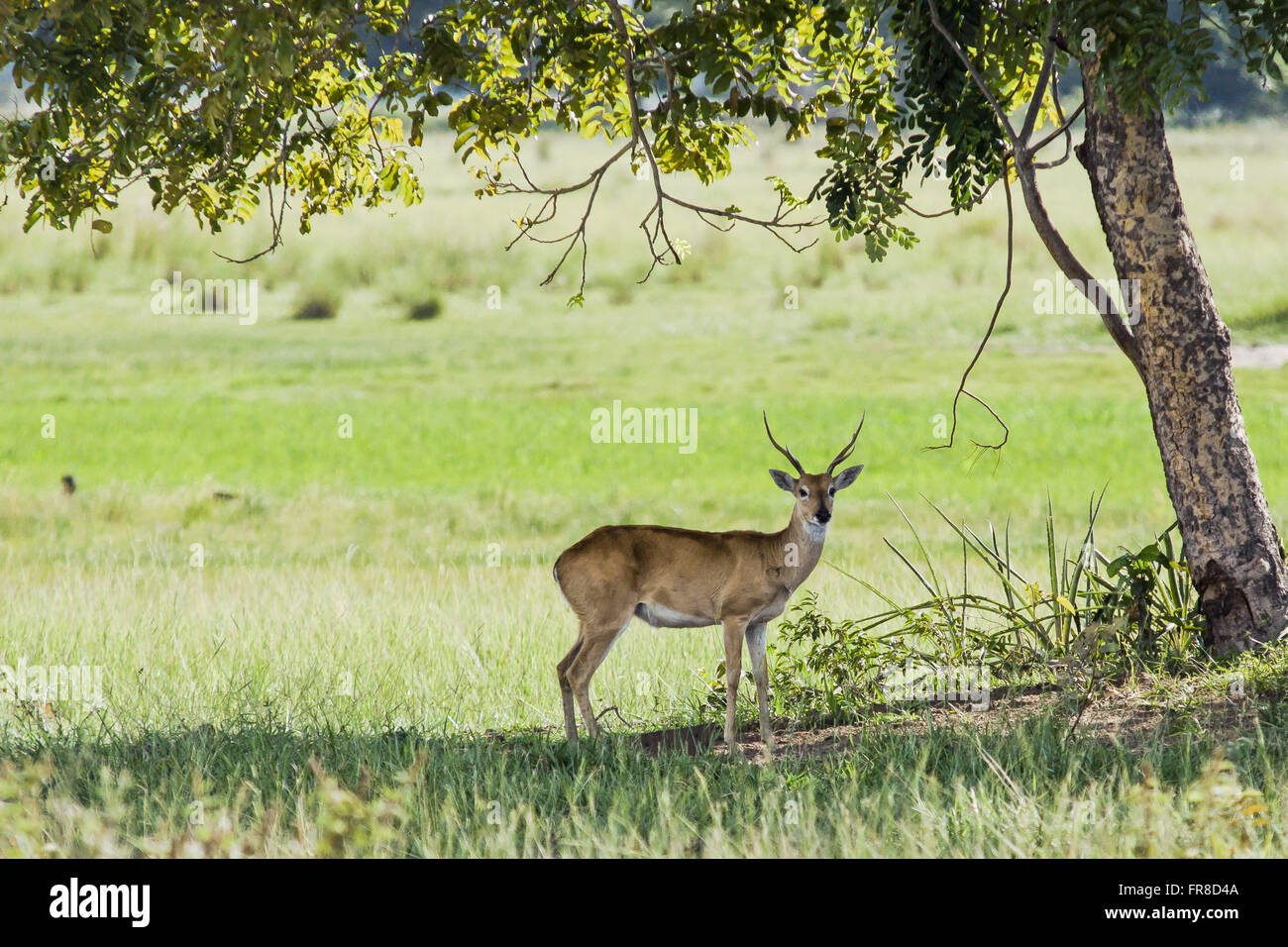 Pampas animals hi-res stock photography and images - Alamy