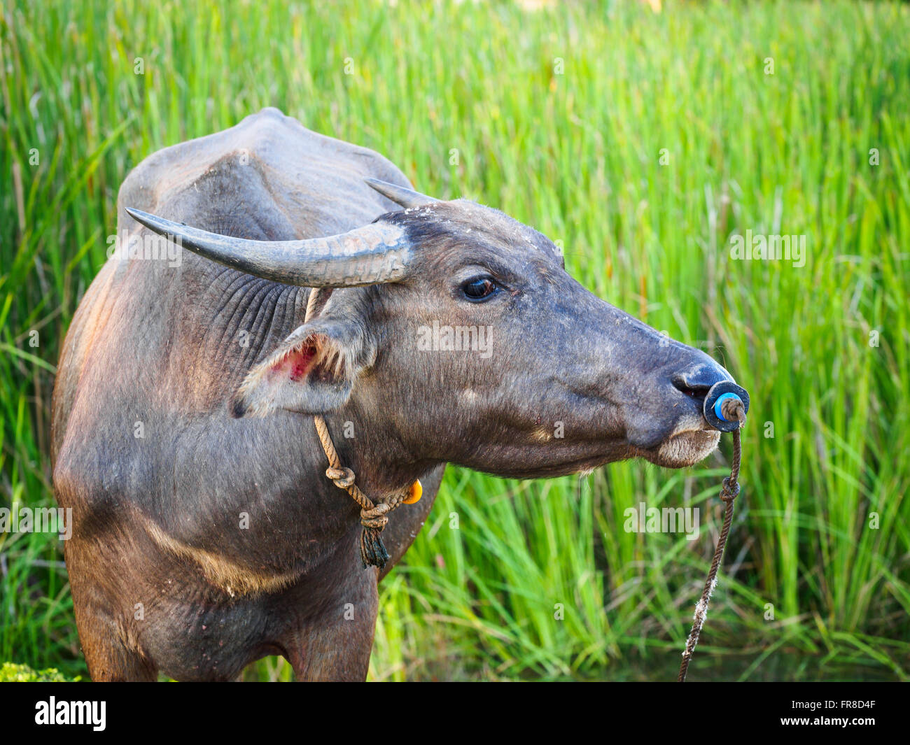 Asian water buffalo (Bubalus bubalis) standing in front of rice paddy ...