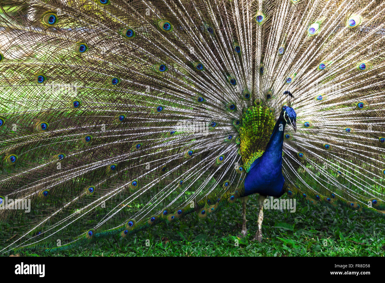 Latin pavo hi-res stock photography and images - Alamy