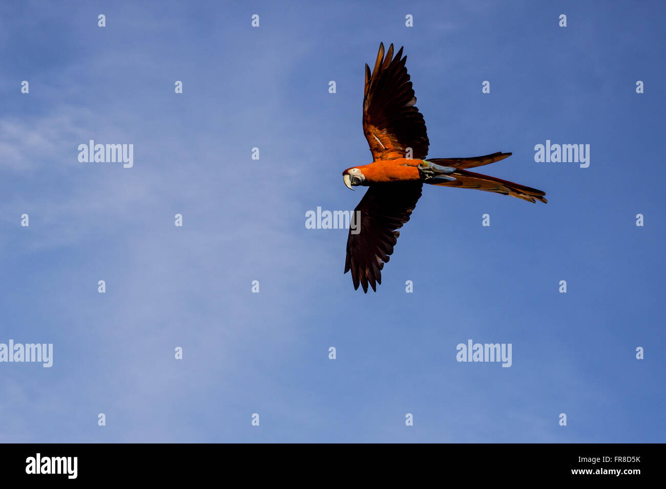 Go Ara High Resolution Stock Photography and Images - Alamy