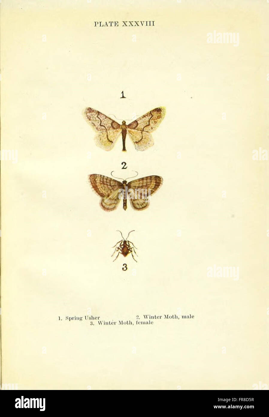 This plate features detailed depictions of various butterfly and moth ...