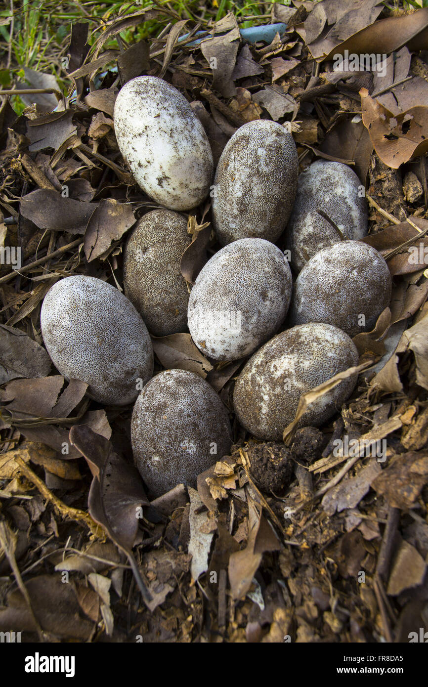Caiman eggs hi-res stock photography and images - Alamy