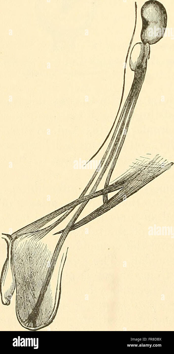 Anatomy, Descriptive and Surgical (1887) is a comprehensive guide to ...