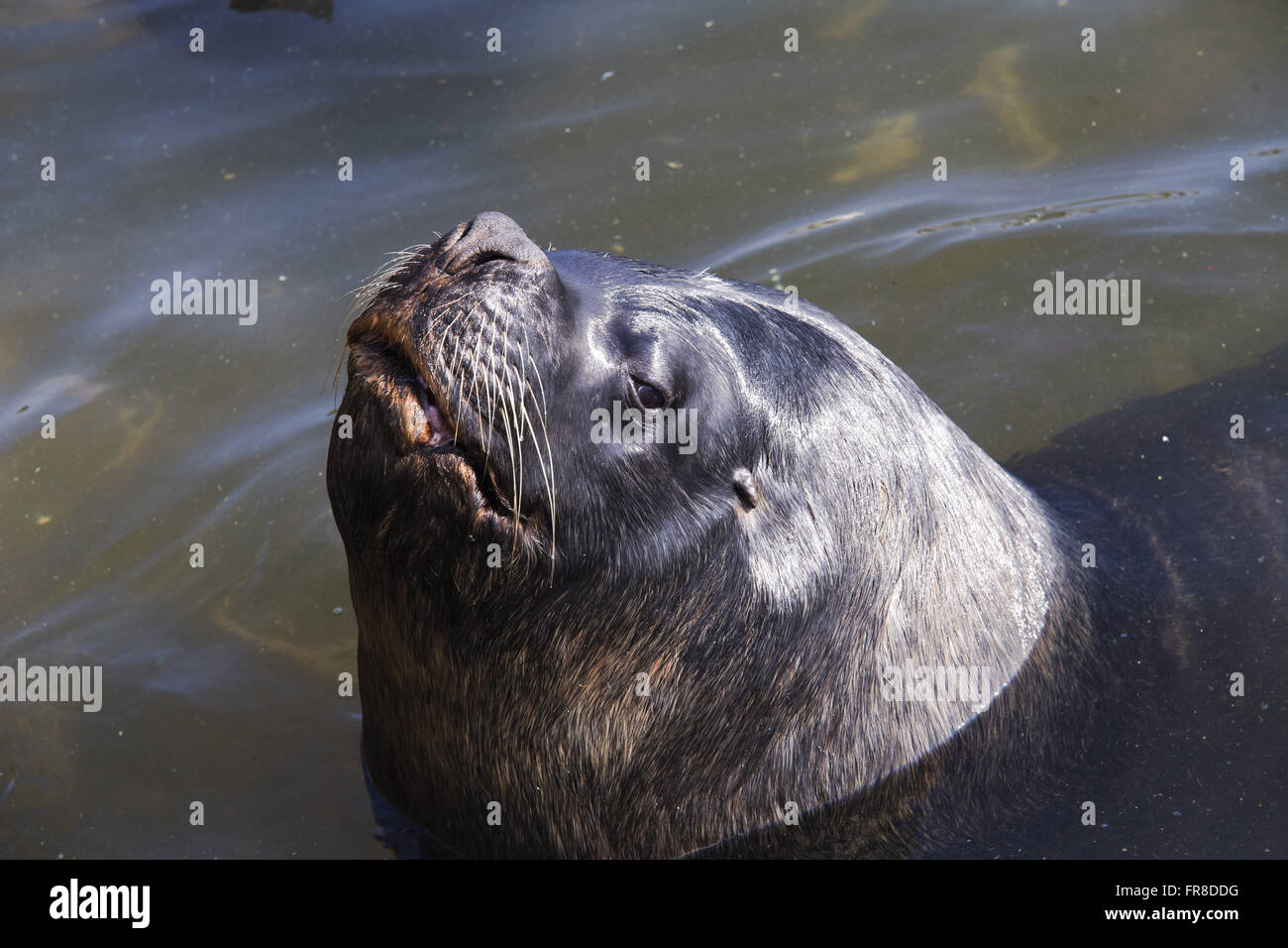 Wolffish hi-res stock photography and images - Alamy