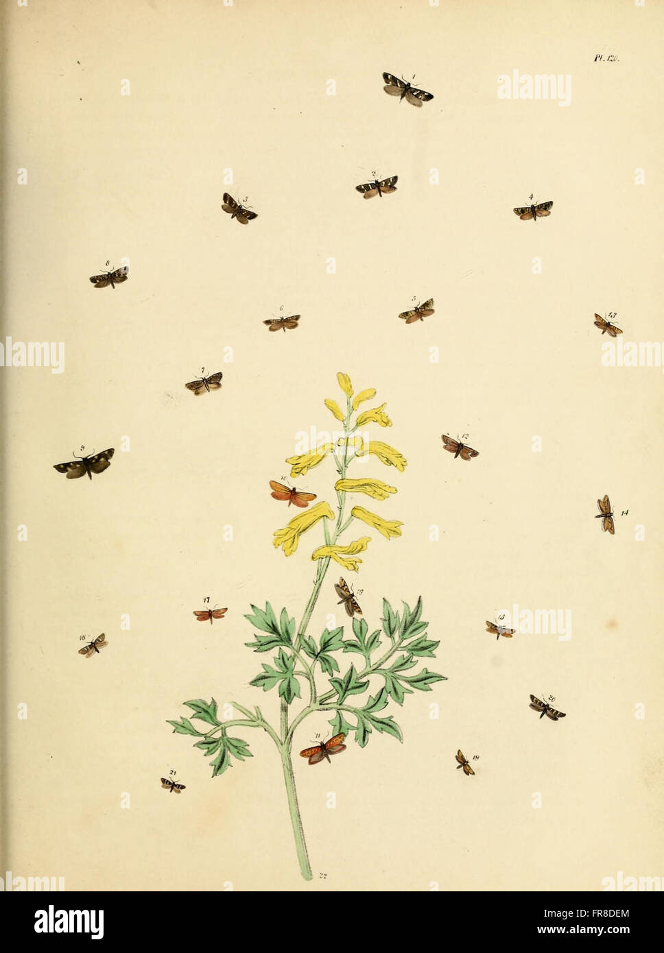 This plate illustrates the lifecycle and transformations of various ...