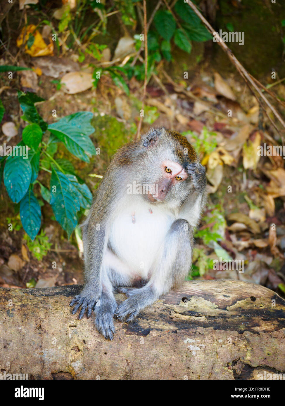 Monkey Scratching Head High Resolution Stock Photography and Images - Alamy