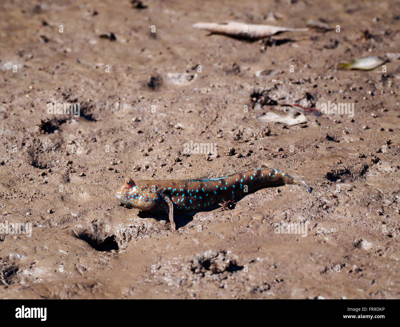 Blue-spotted Mudskipper (Boleophthalmus boddarti) on mud in mangrove ...