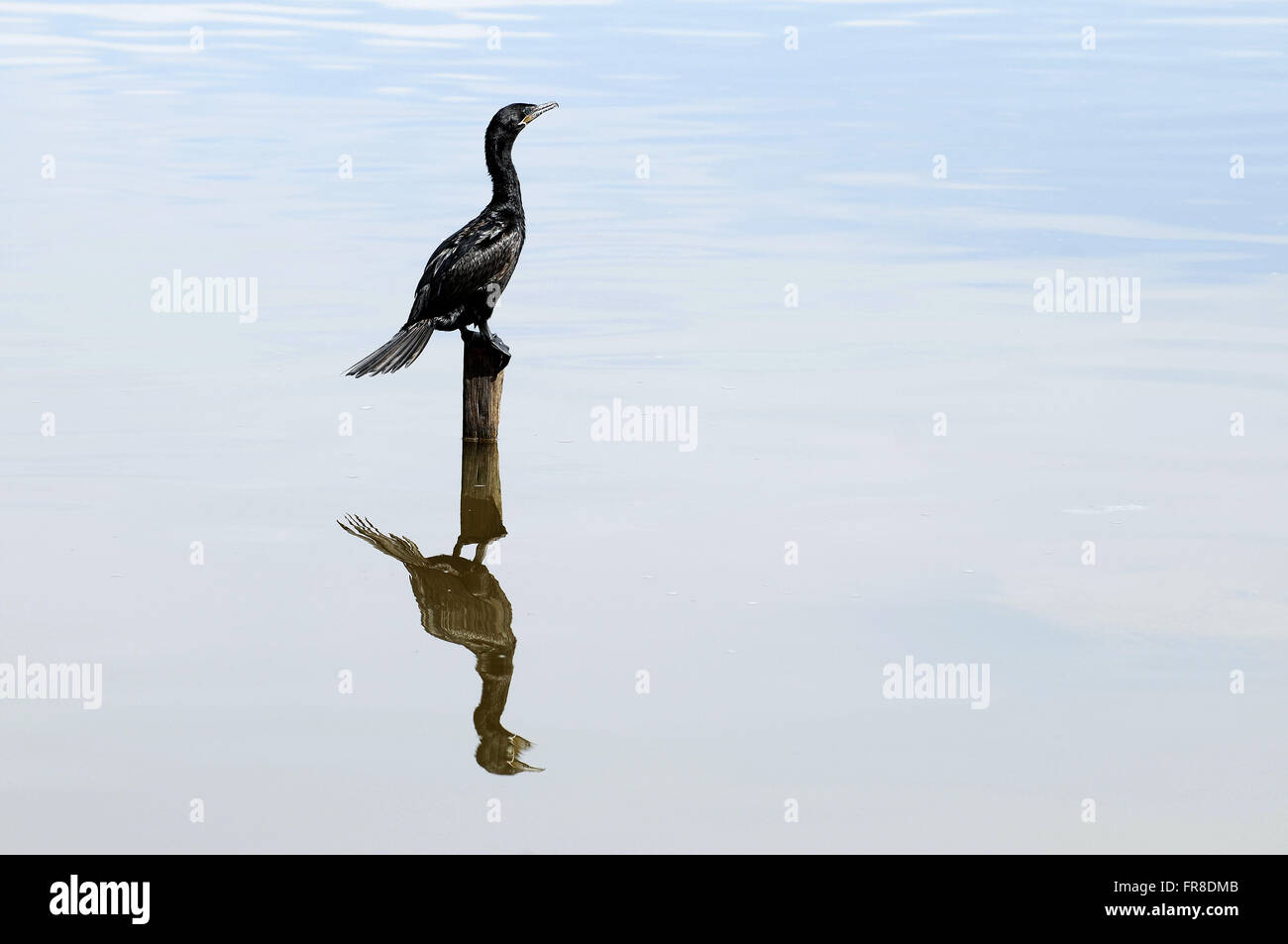 Bigua in Lagoa Marica Stock Photo - Alamy