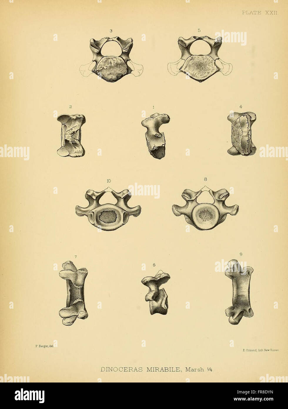 This plate showcases the Dinocerata, an extinct order of mammals known ...