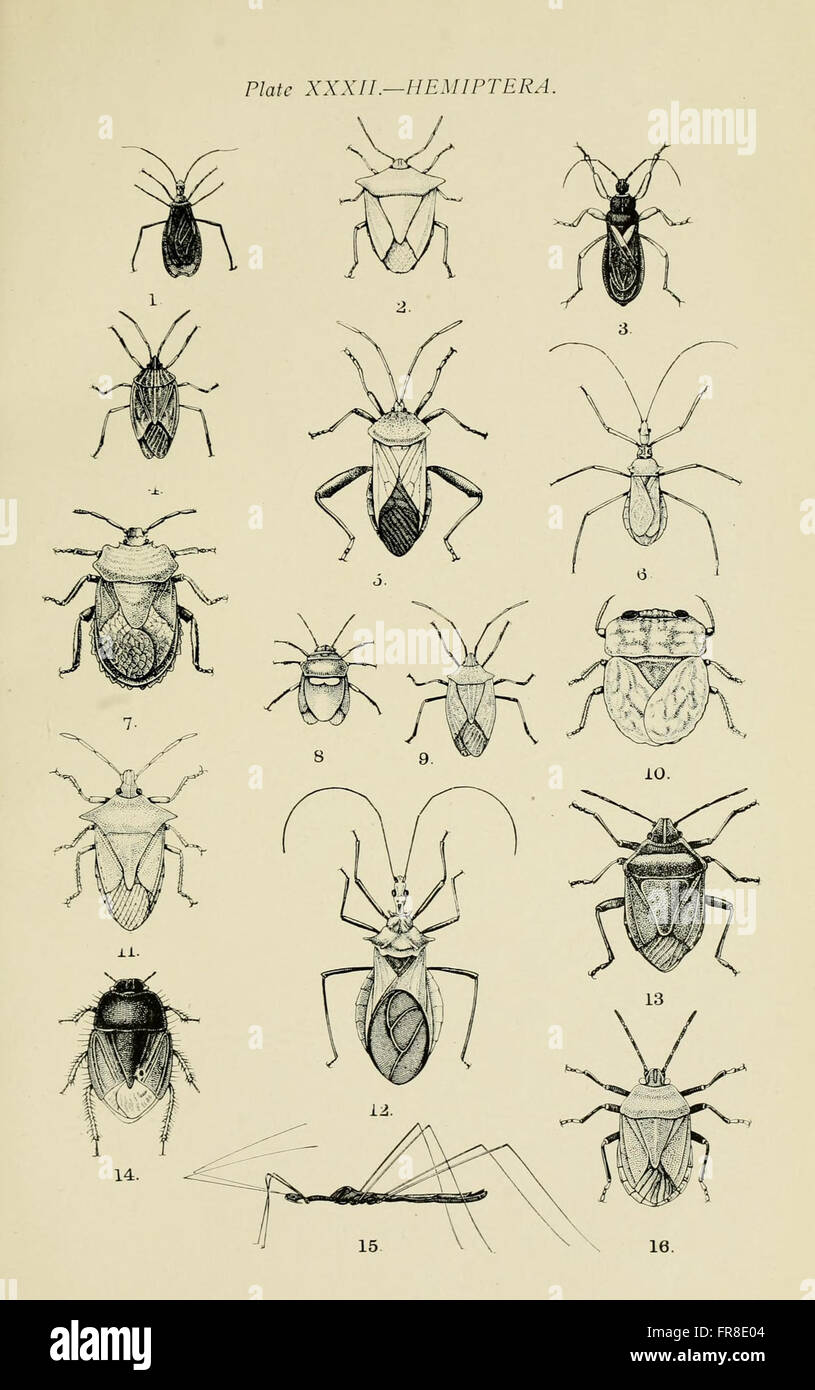 Various anatomical structures of insects hi-res stock photography and ...