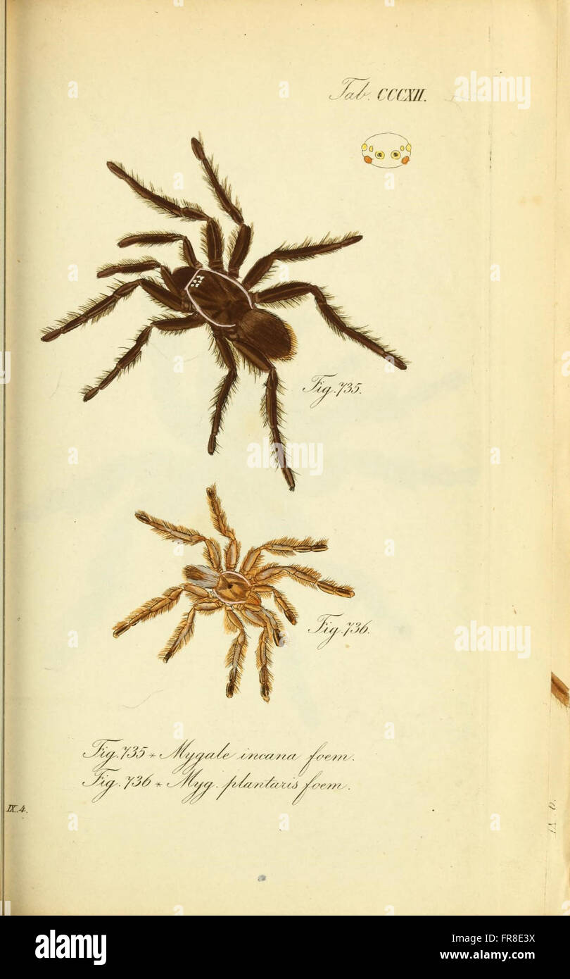 This plate from 'Die Arachniden' illustrates a detailed representation ...