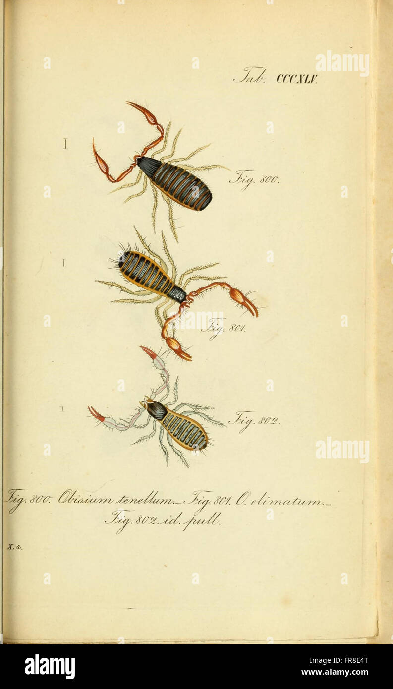 A scientific illustration of arachnids from 'Die Arachniden,' focusing ...