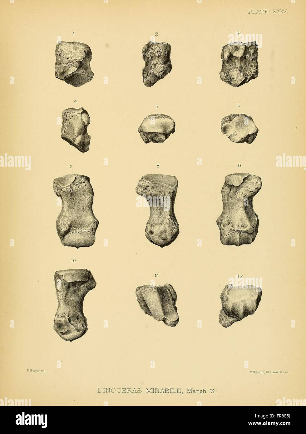 Dinocerata eocene mammals hi-res stock photography and images - Alamy