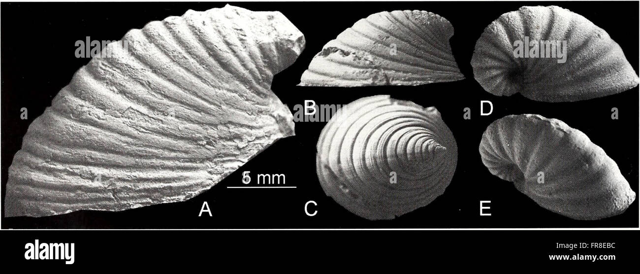 The American Malacological Bulletin, published in 1997, covers ...
