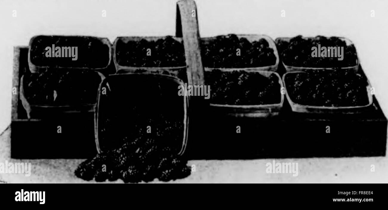 A 1912 publication that provides insights into various fruit varieties ...
