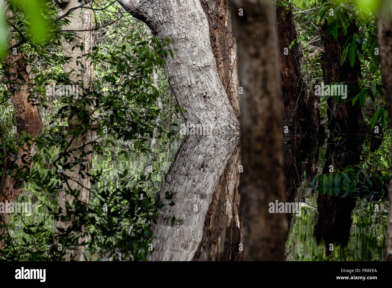 Submerged logs in Rio Negro in period of full Stock Photo - Alamy