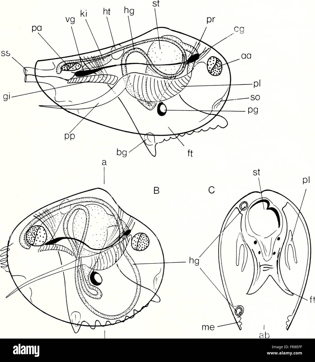 The 1990 American Malacological Bulletin presents research and findings ...