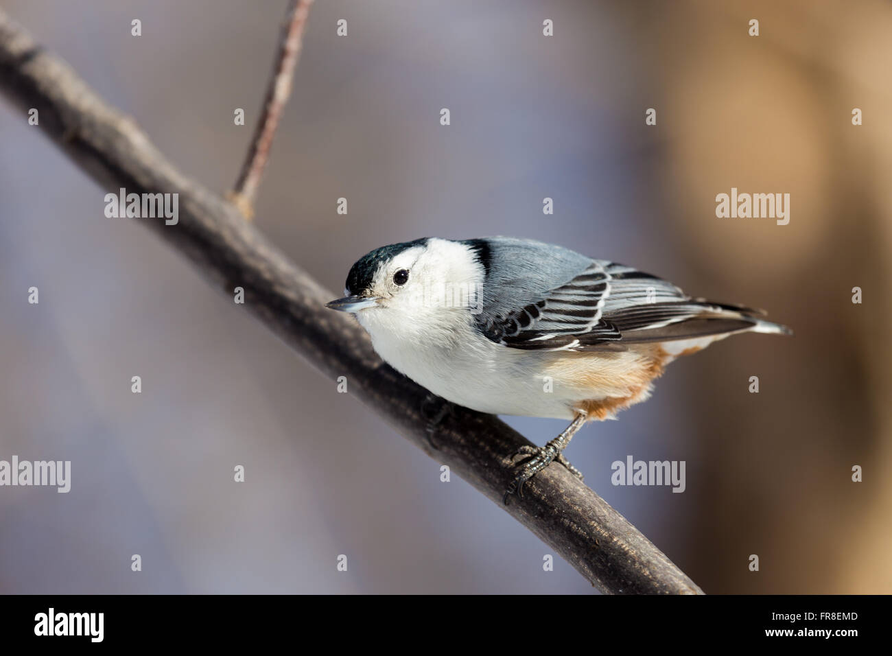 Tame nuthatch hi-res stock photography and images - Alamy