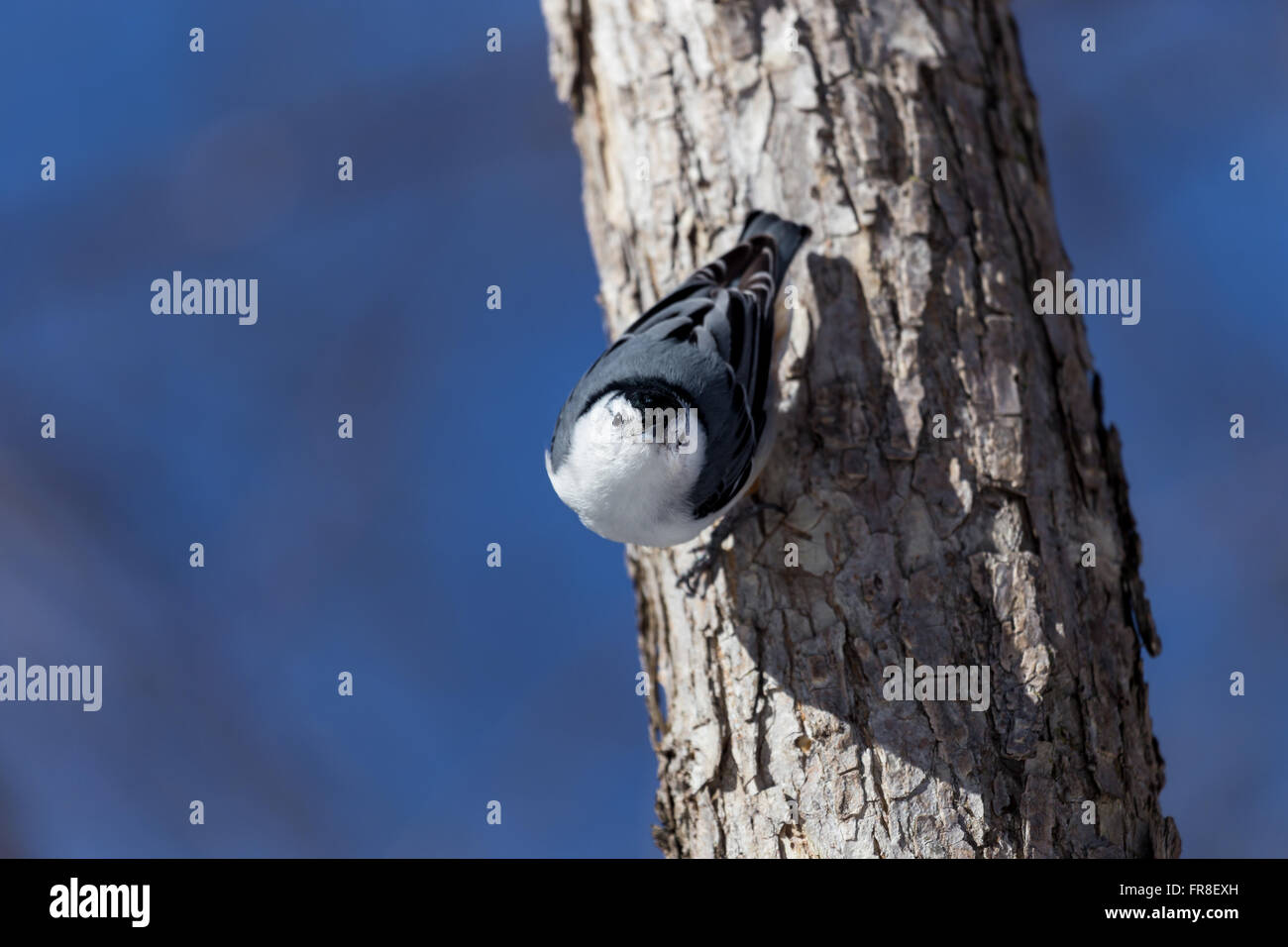 Nuthatch ecosystem bird hi-res stock photography and images - Alamy