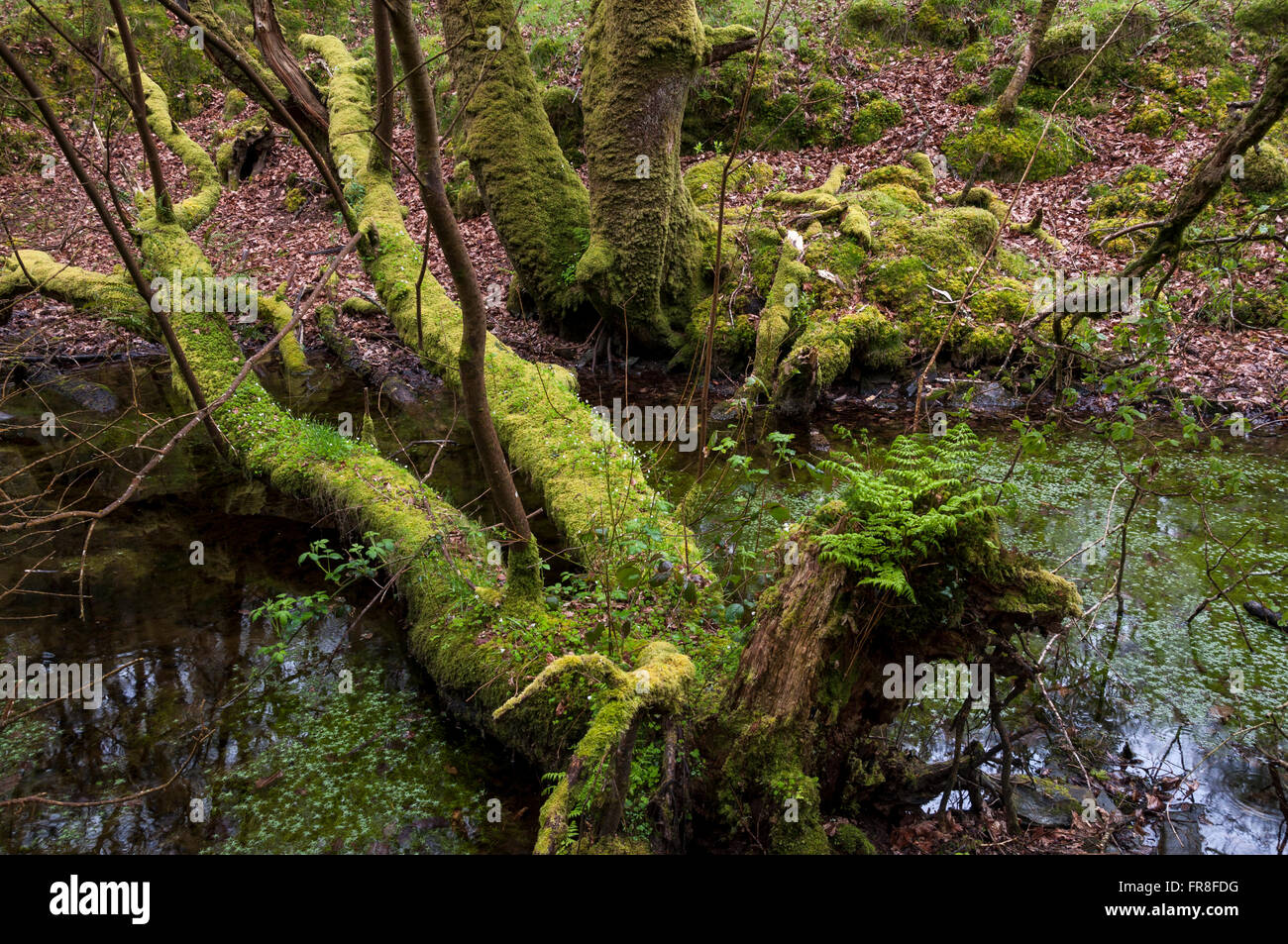 Magical mossy woodland at Ty Canol national nature reserve in ...