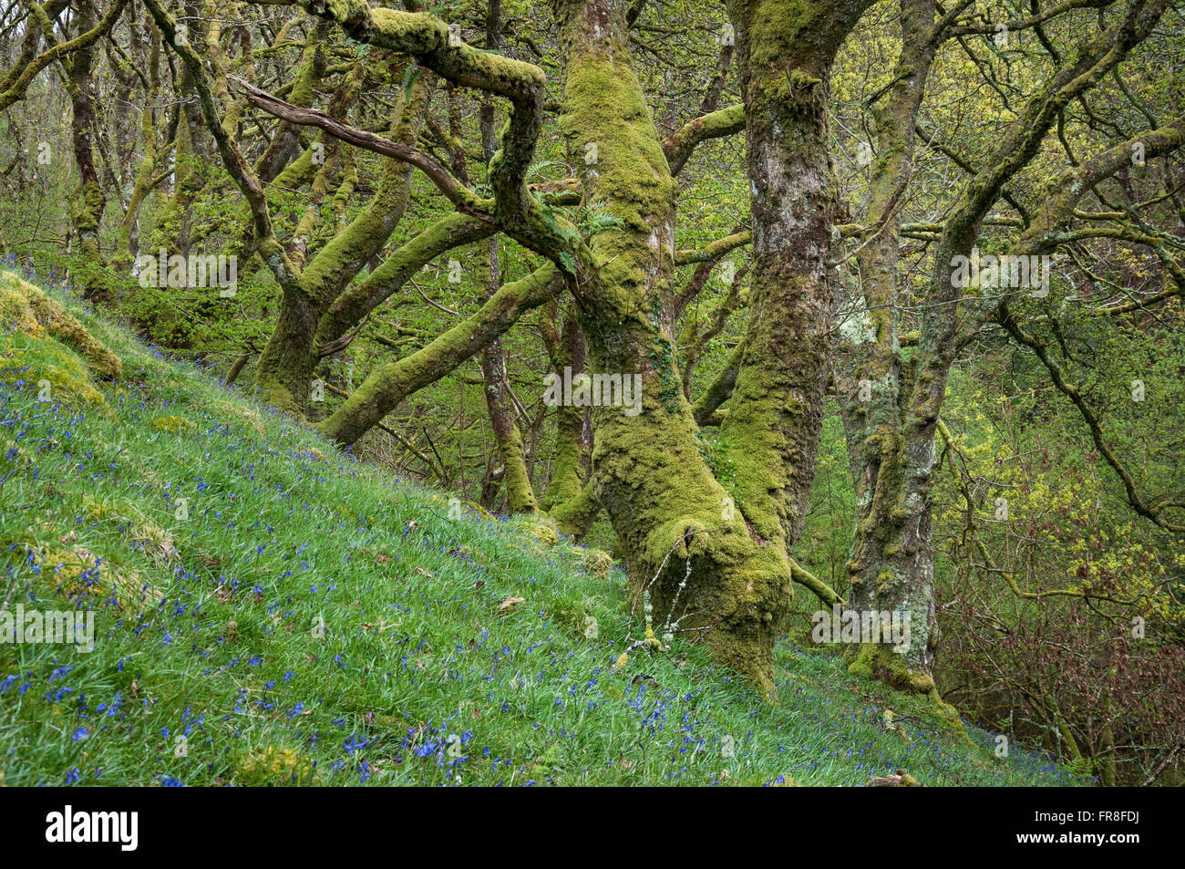 Magical mossy woodland at Ty Canol national nature reserve in ...