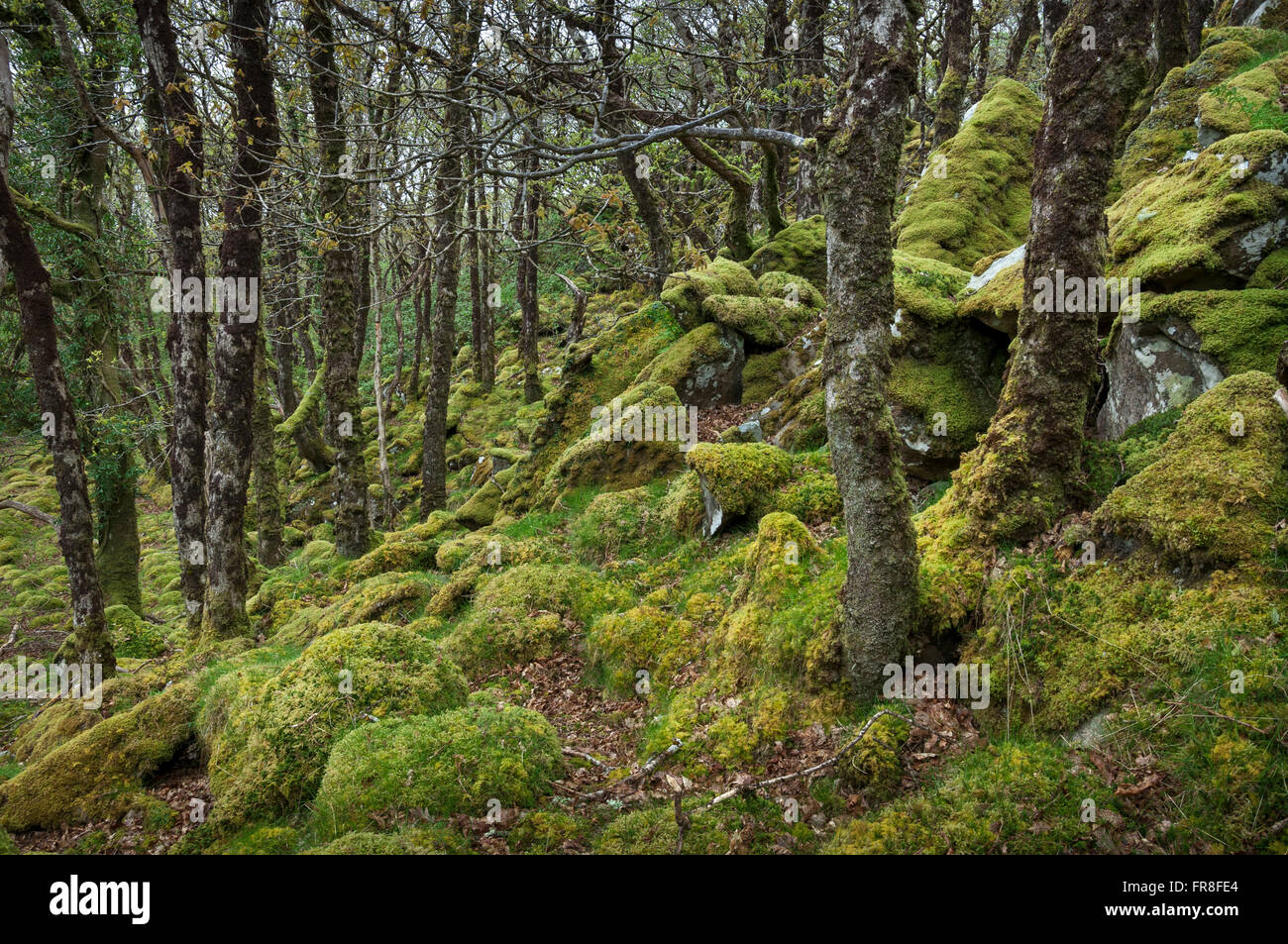 Magical mossy woodland at Ty Canol national nature reserve in ...