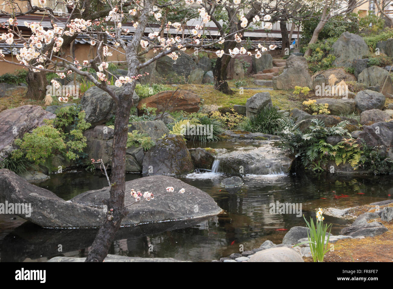 Japan, Tokyo, Yushima Tenjin Shrine, garden, plum blossoms Stock Photo ...