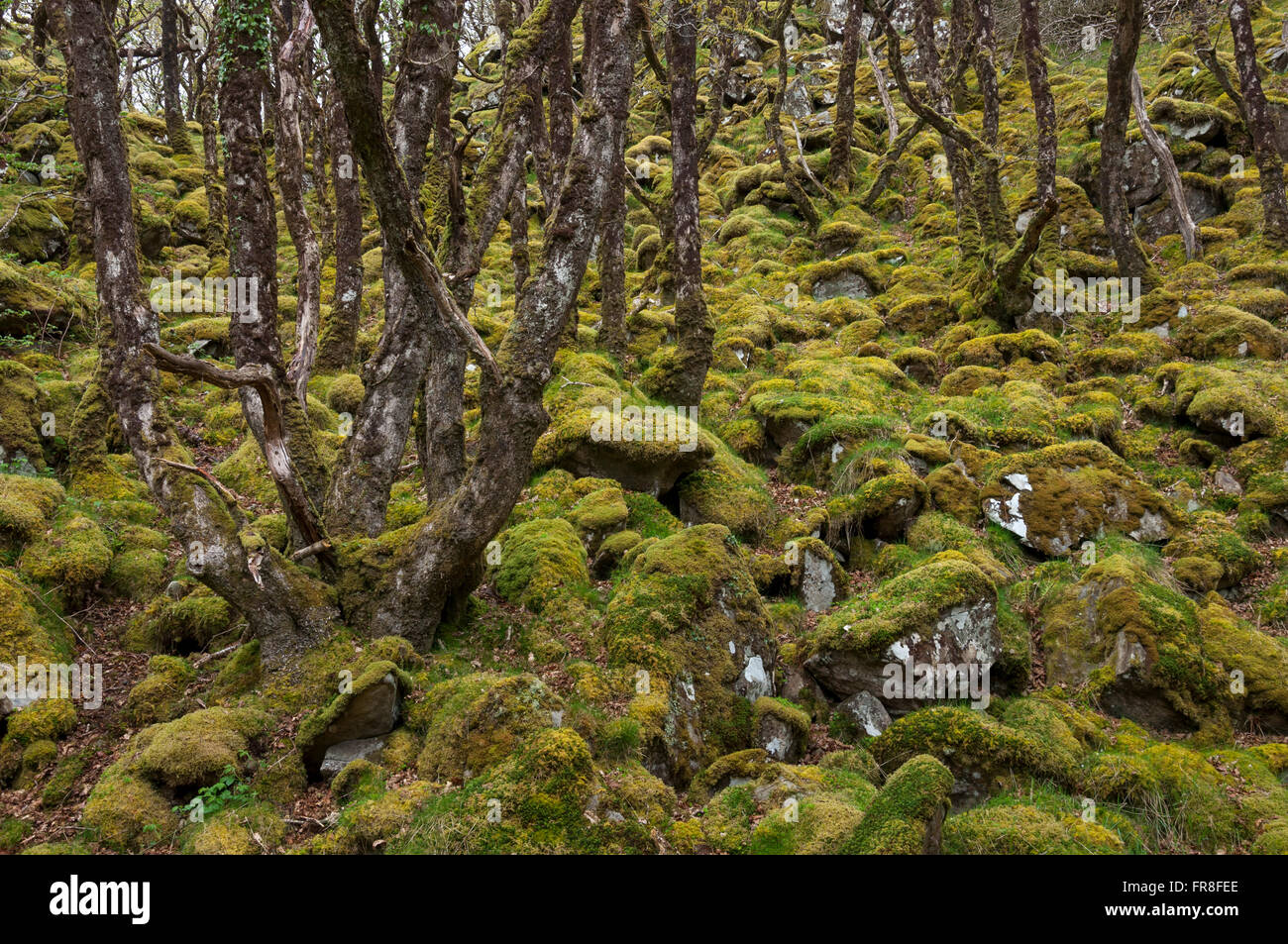 Magical mossy woodland at Ty Canol national nature reserve in ...