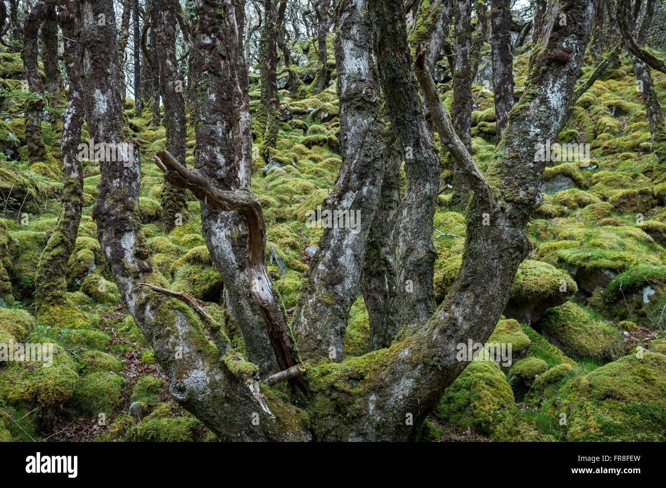 Magical mossy woodland at Ty Canol national nature reserve in ...