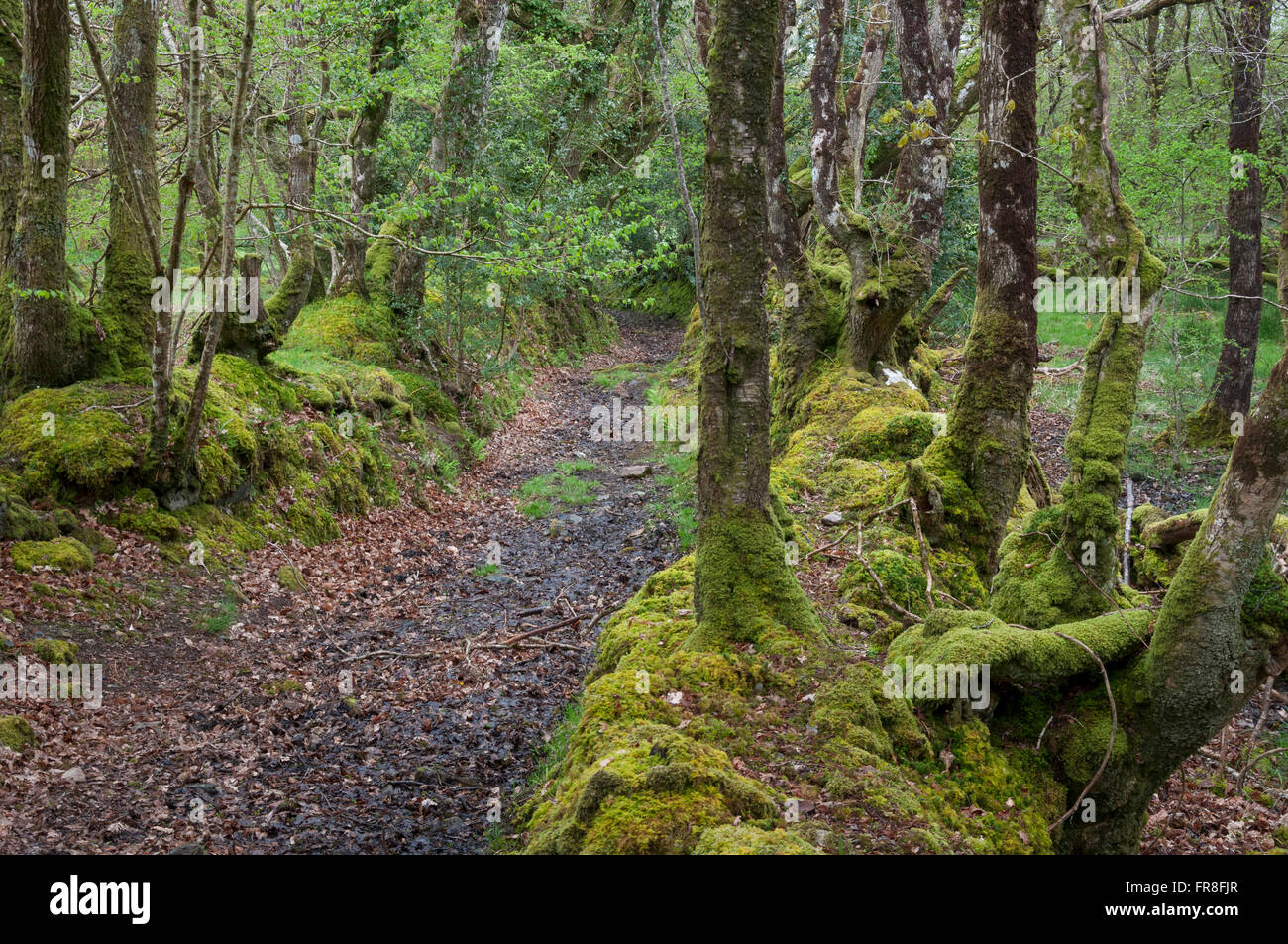 Muddy footpath at Ty Canol nature reserve in Pembrokeshire, Wales Stock ...