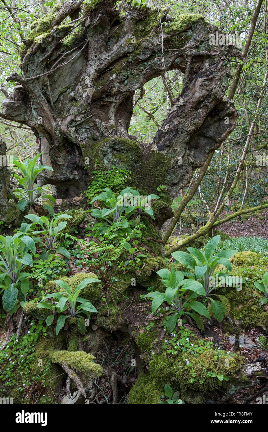 Foxgloves growing in an old uprooted tree stump in Ty Canol woods ...