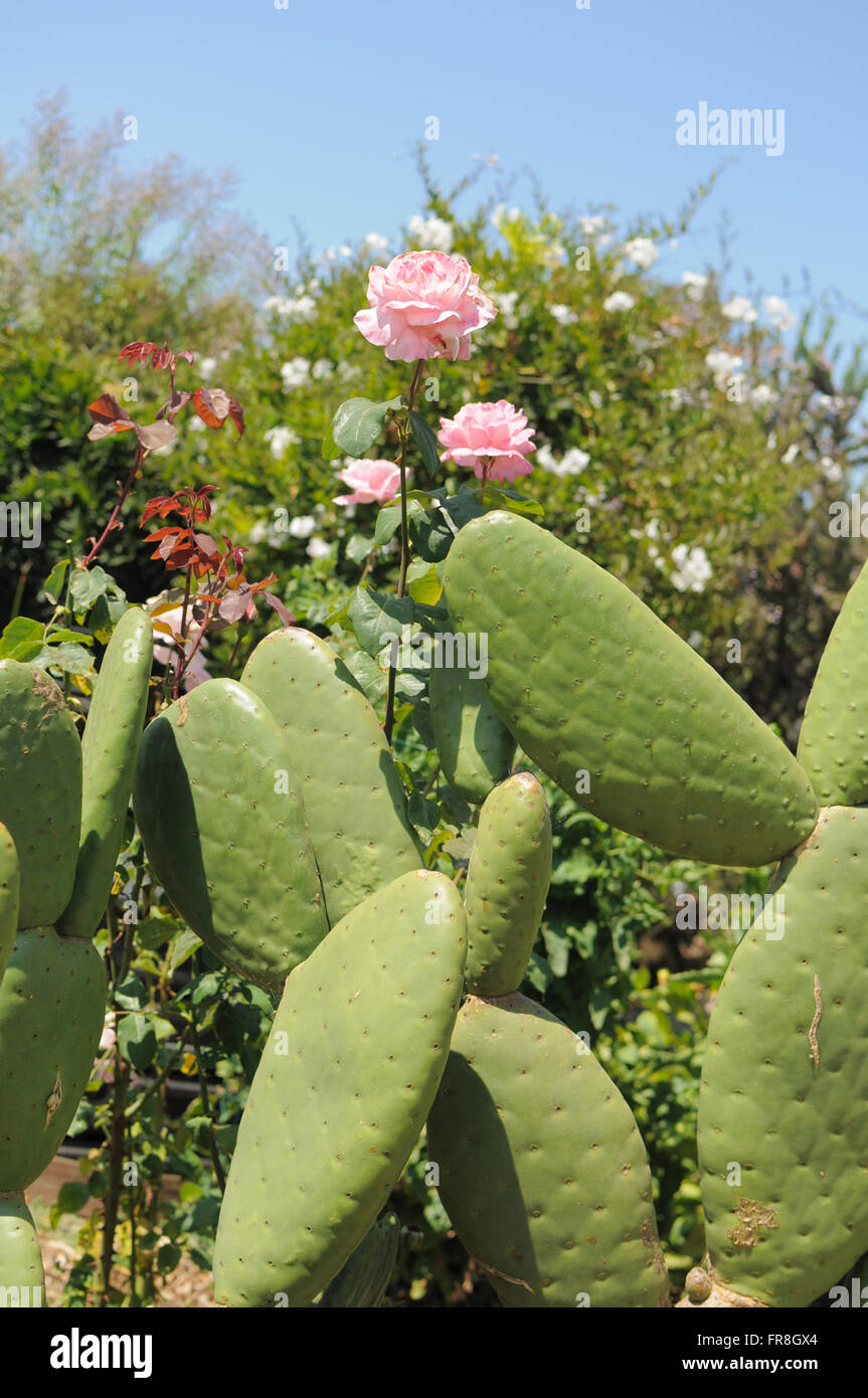 Roses and cactus in the same garden in the city and not in the desert ...