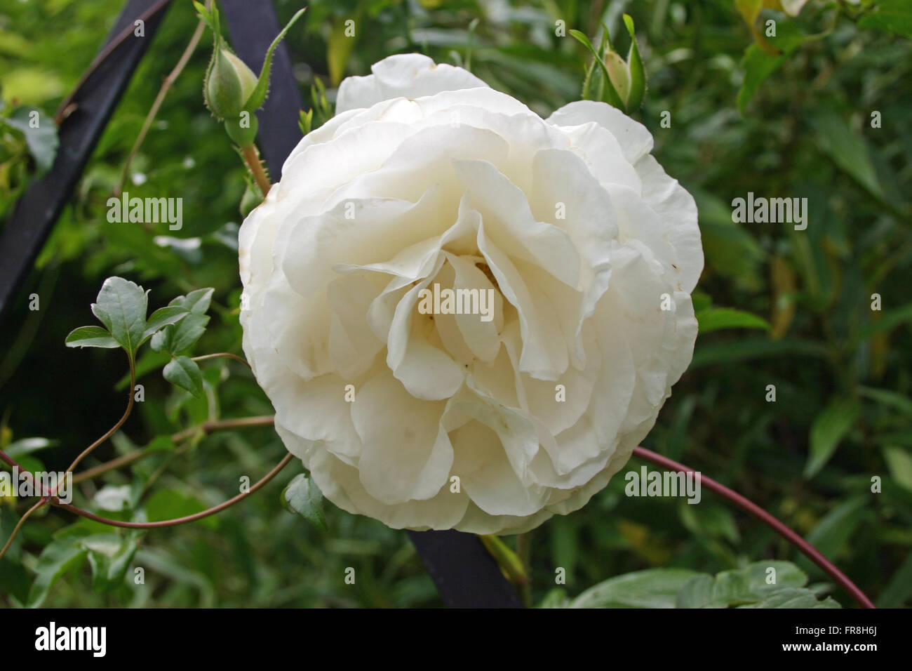 White open flower hi-res stock photography and images - Alamy