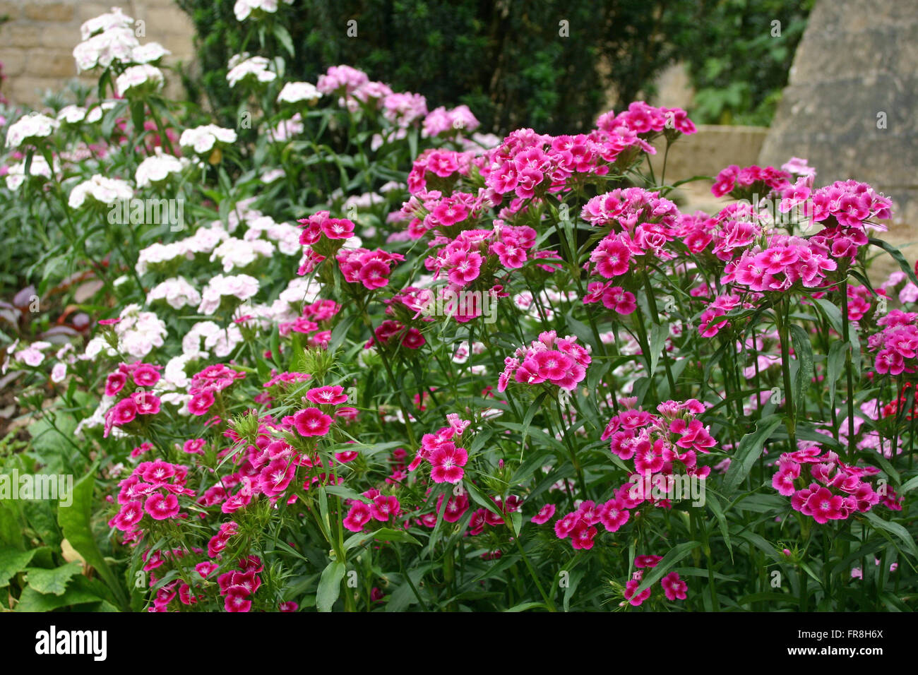 A flower bed filled with deep pink, pale pink and white sweet william ...