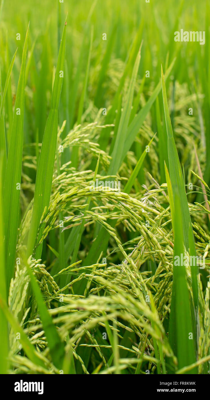 Rice on the field closeup Stock Photo - Alamy