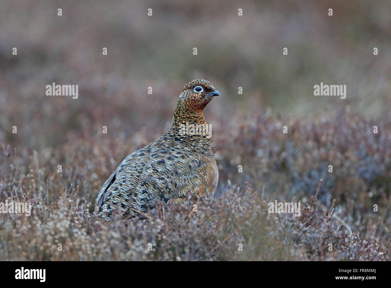 Female Red Grouse Stock Photo - Alamy