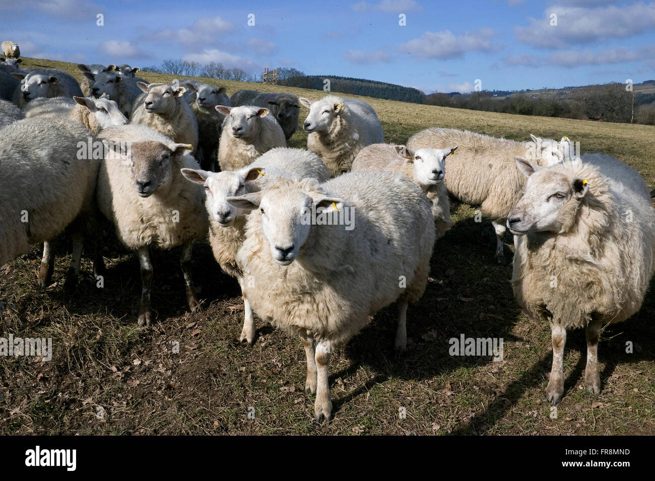 Sheep in the sun on Hay Bluff, Black Mountains Stock Photo - Alamy