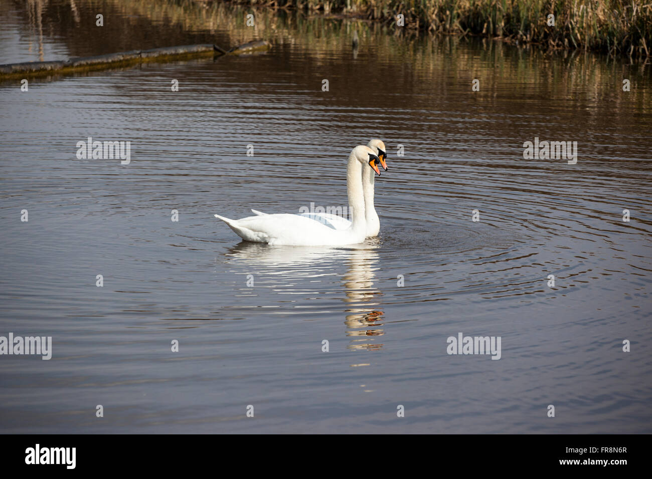 Mating mute swans hi-res stock photography and images - Alamy