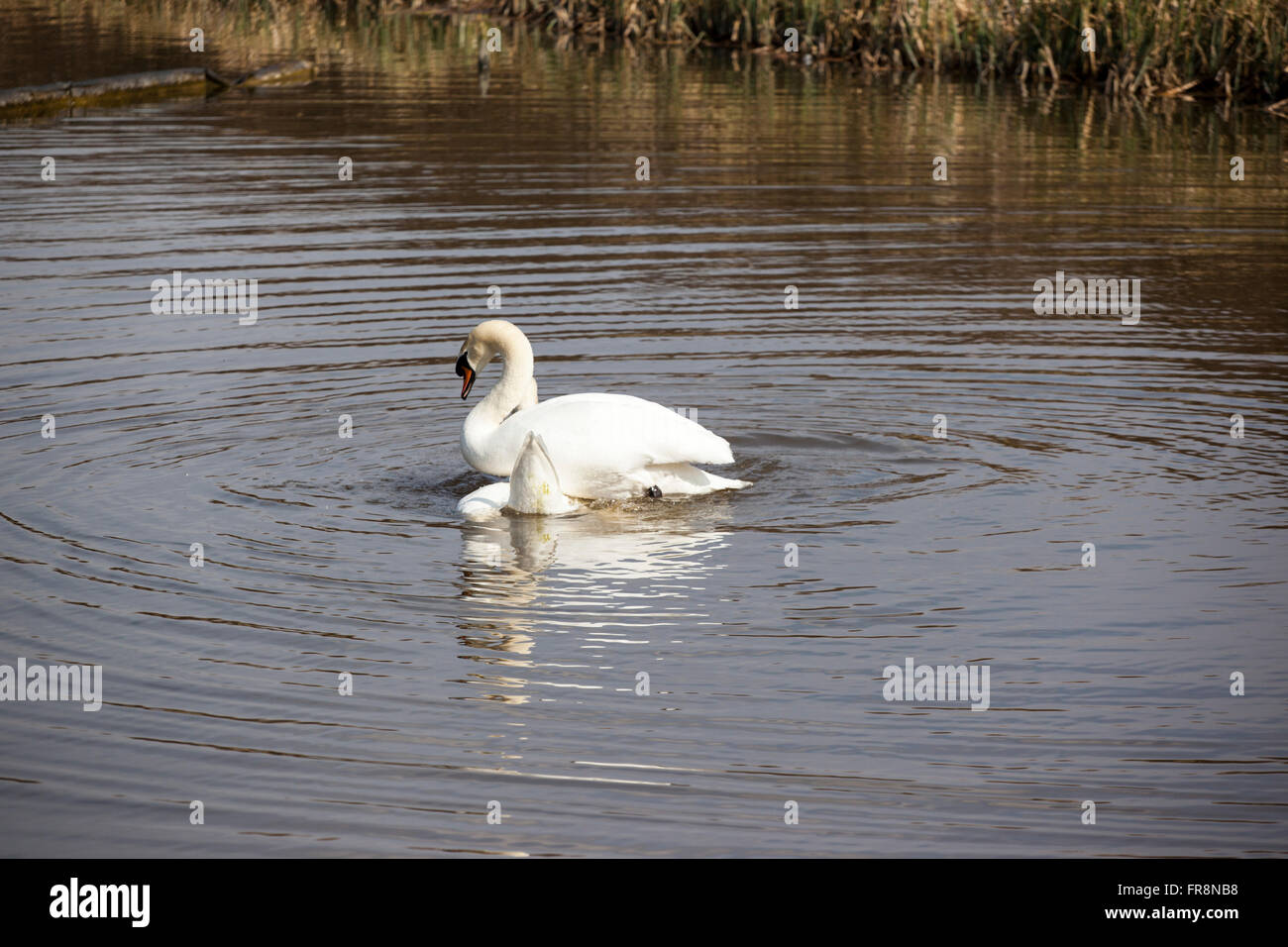 Season mating hi-res stock photography and images - Alamy