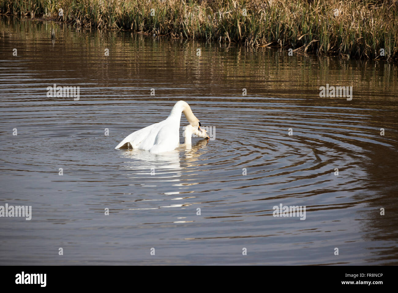 Mating swans hi-res stock photography and images - Alamy
