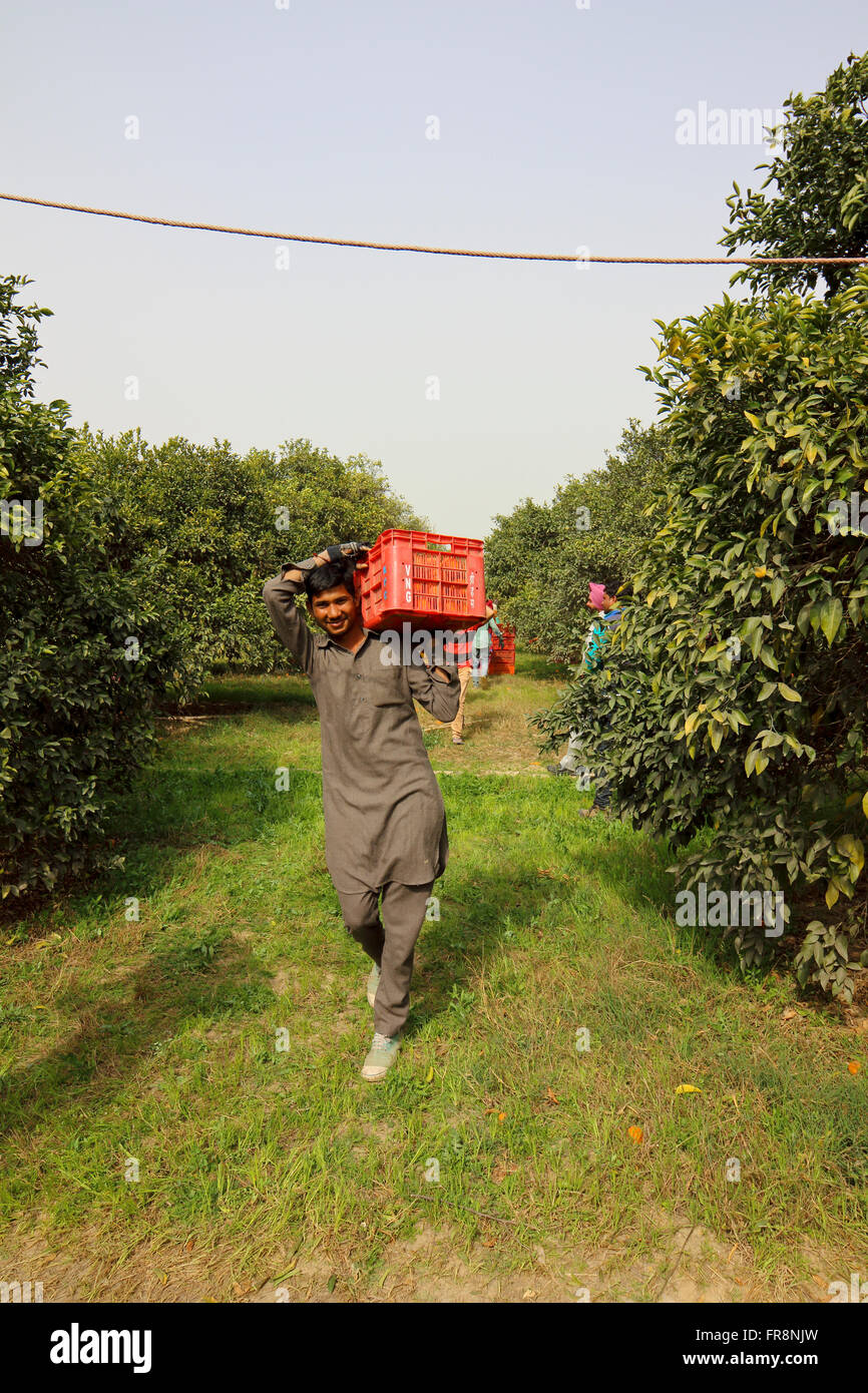 Orange pickers hi-res stock photography and images - Alamy