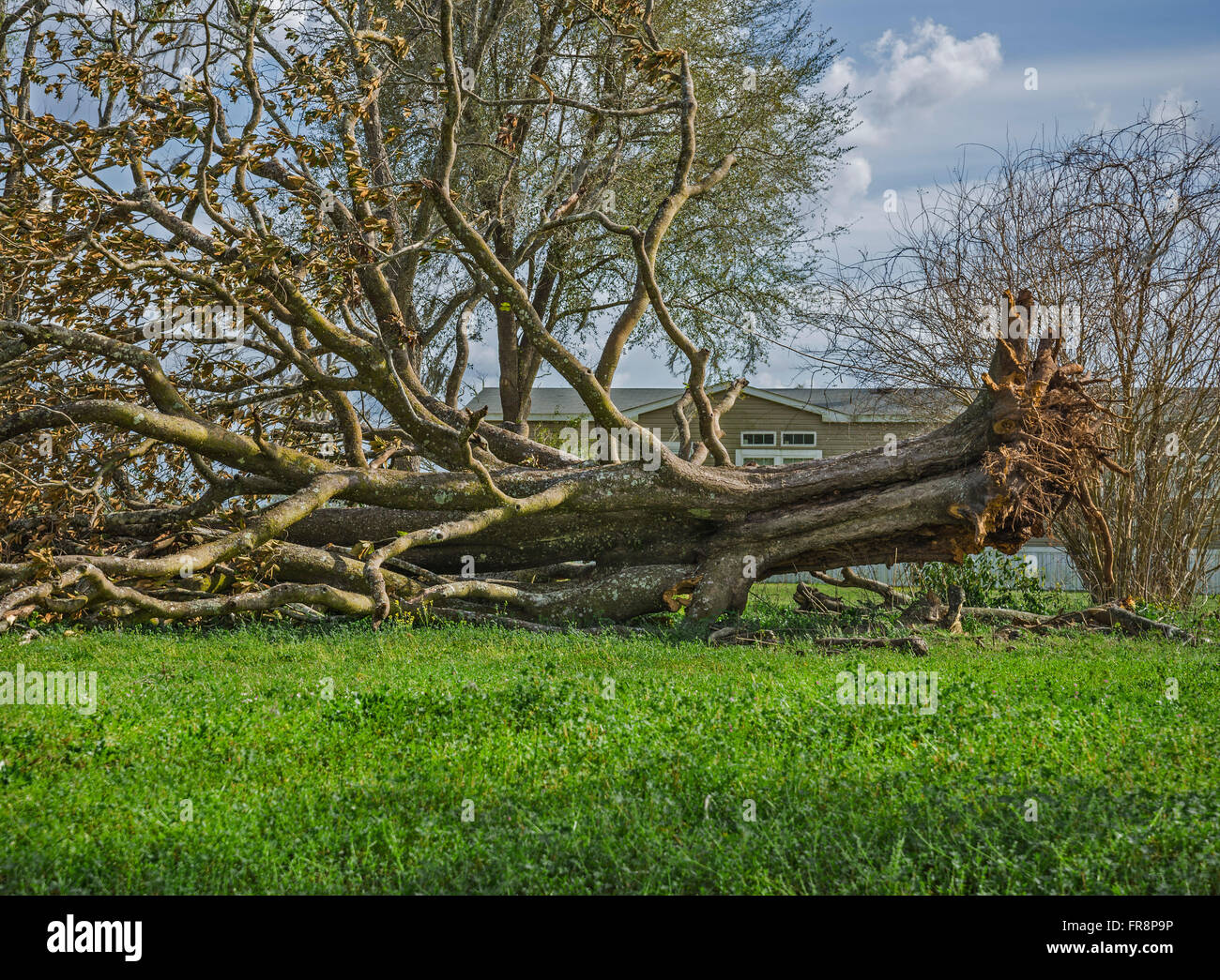Toppled tree hi-res stock photography and images - Alamy
