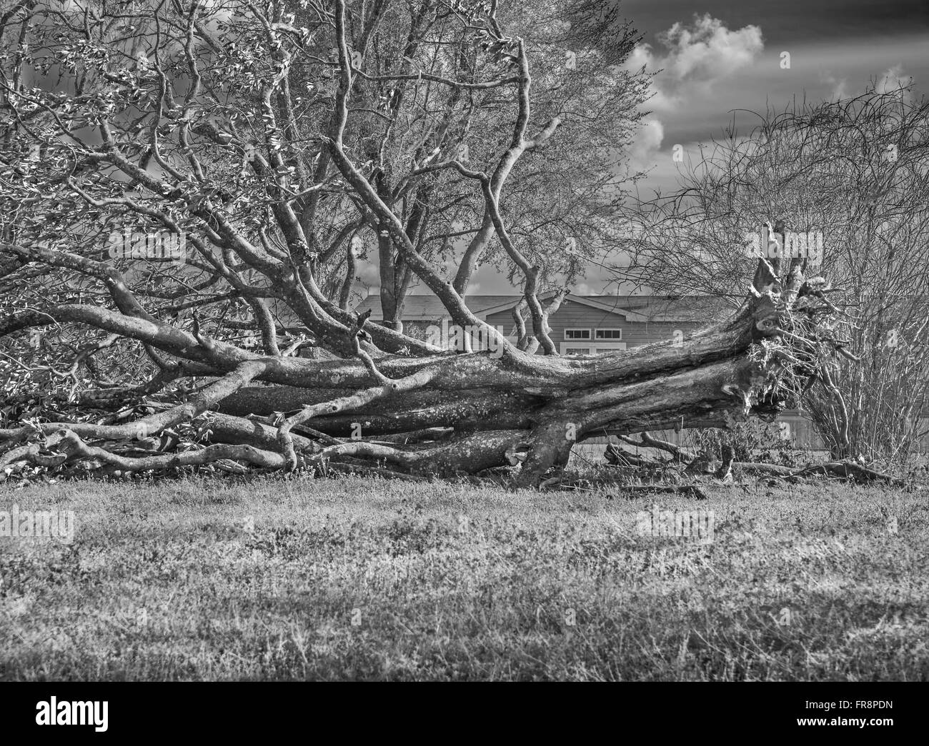Toppled tree hi-res stock photography and images - Alamy