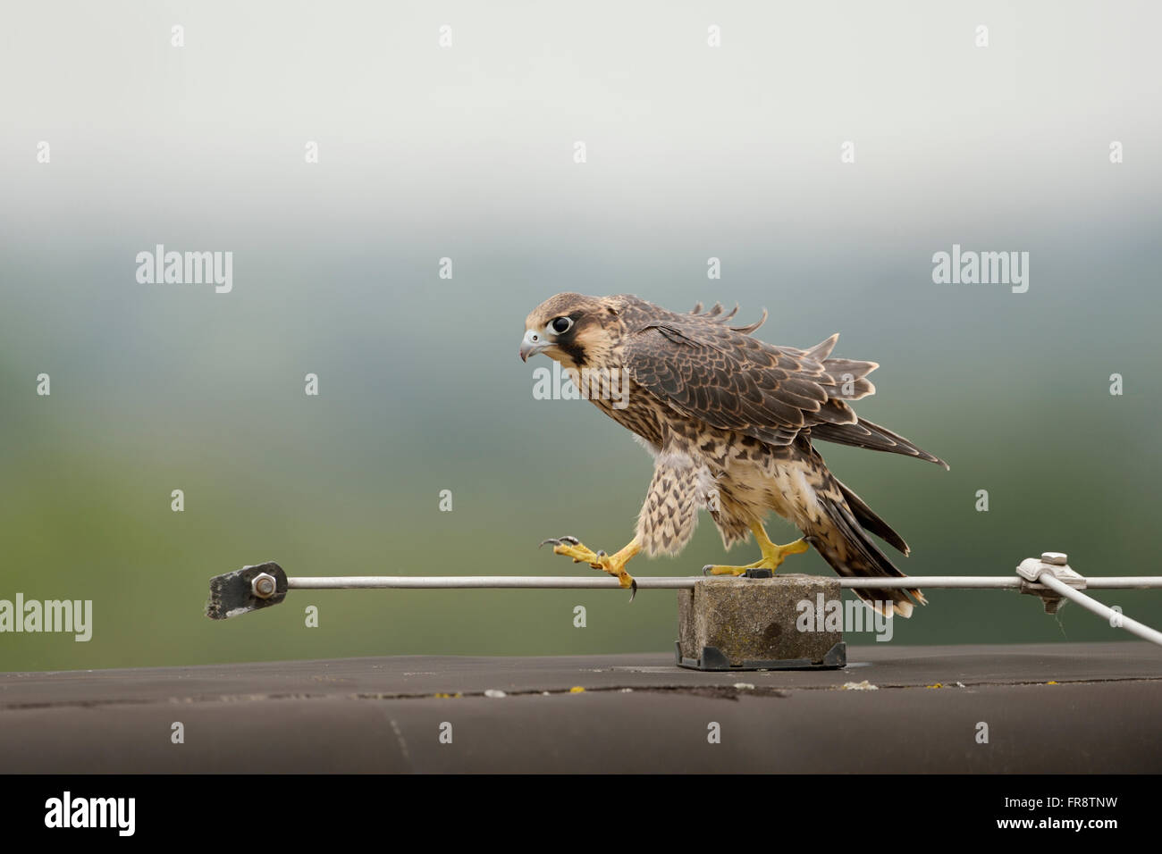 Peregrine Falcon ( Falco peregrinus ), young bird, walks over the roof ...