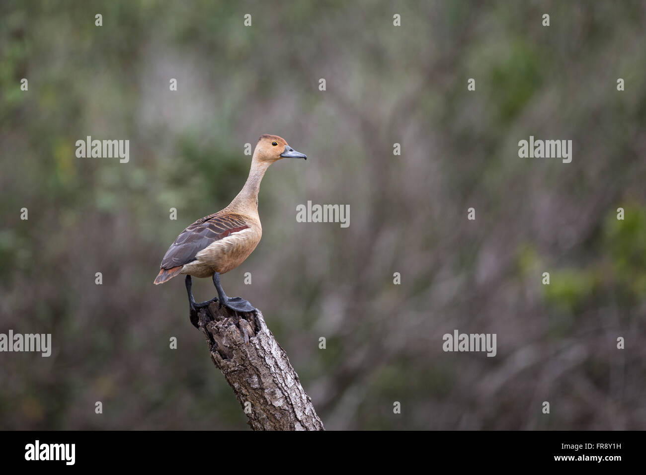 The lesser whistling duck (Dendrocygna javanica), also known as Indian ...